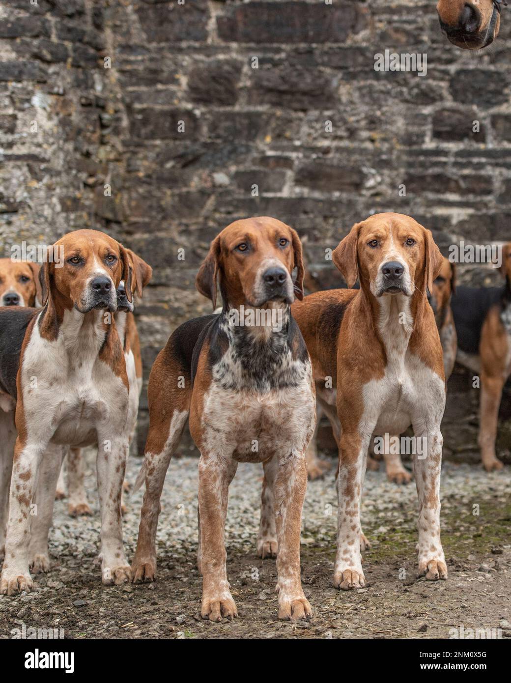 Pack of Old English Foxhounds Stock Photo - Alamy
