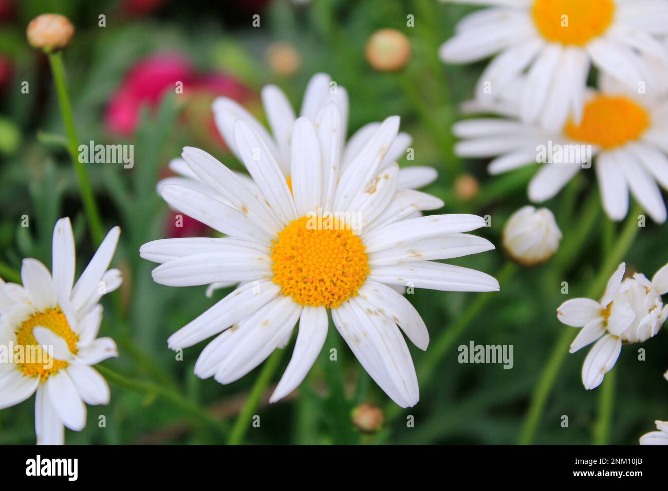 The close-up of chamomile, common daisy with dark green background ...