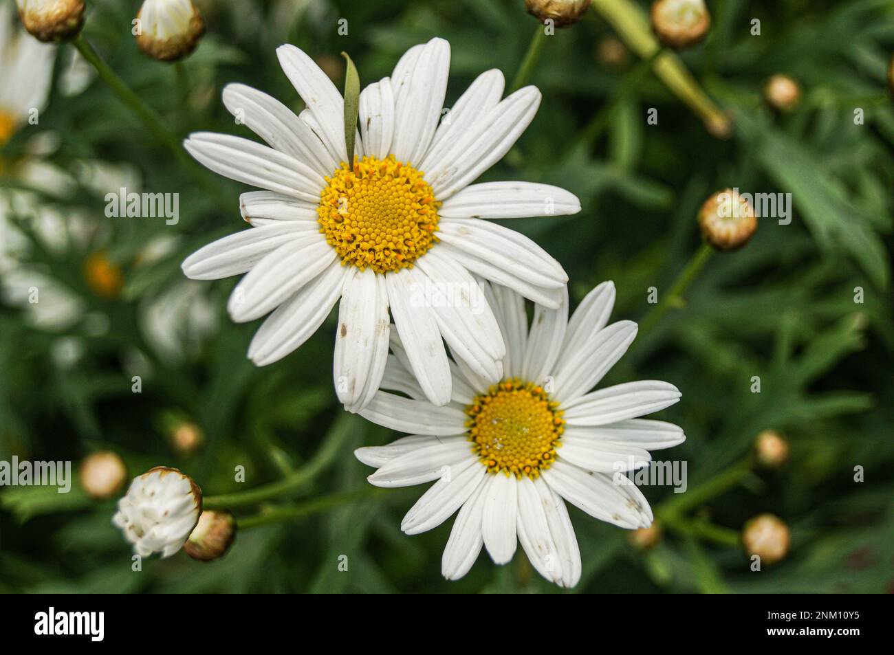 The close-up of chamomile, common daisy with dark green background ...