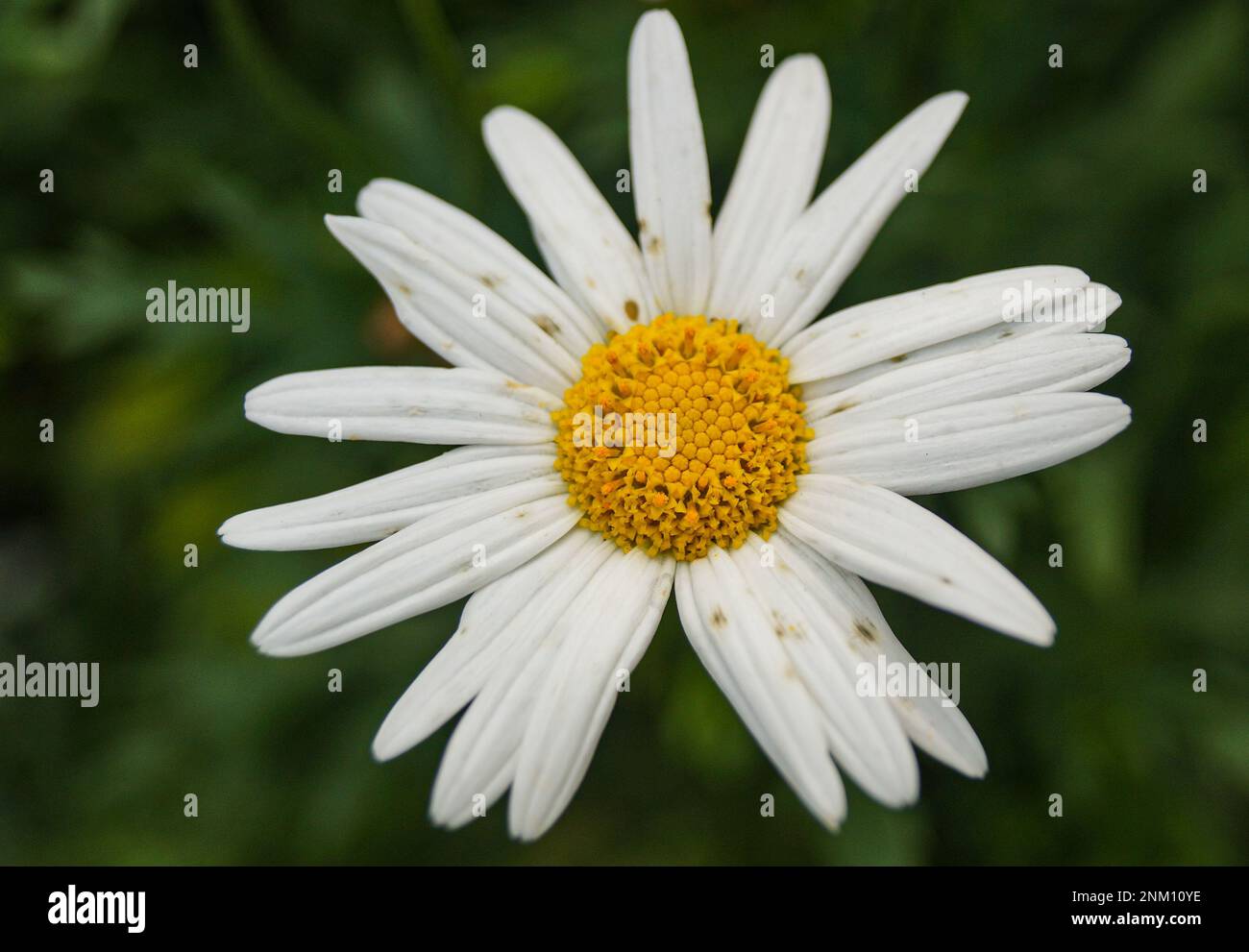 The close-up of chamomile, common daisy with dark green background ...