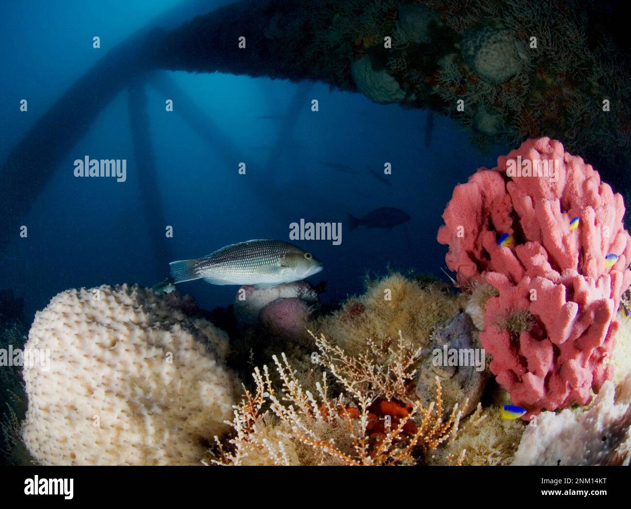Located off the coast of Georgia, Gray's Reef National Marine Sanctuary ...
