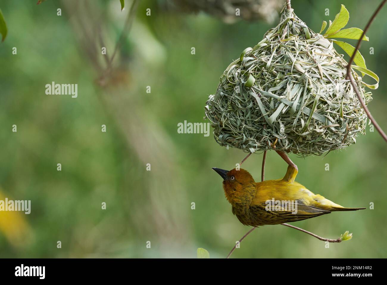 Cape Weaver (Ploceus capensis) building a nest in a tree above a pond ...