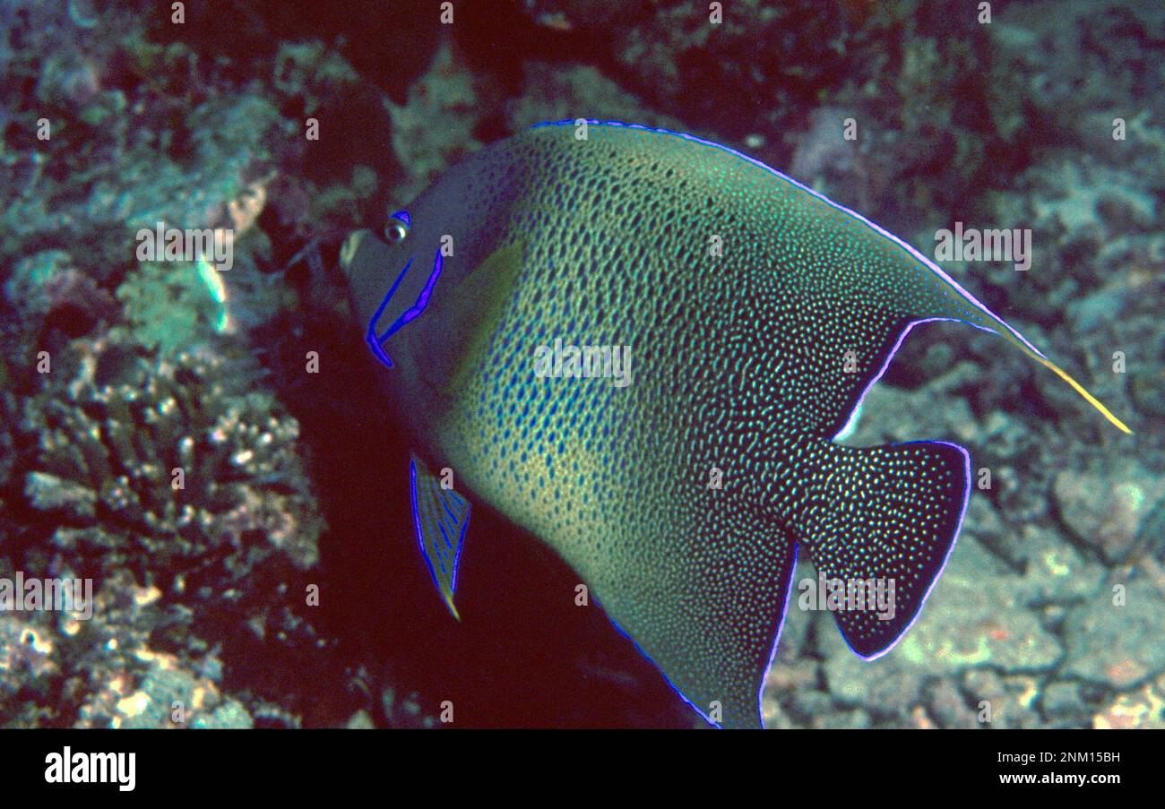 The semicircled angelfish or also known as the Koran angelfish, blue ...