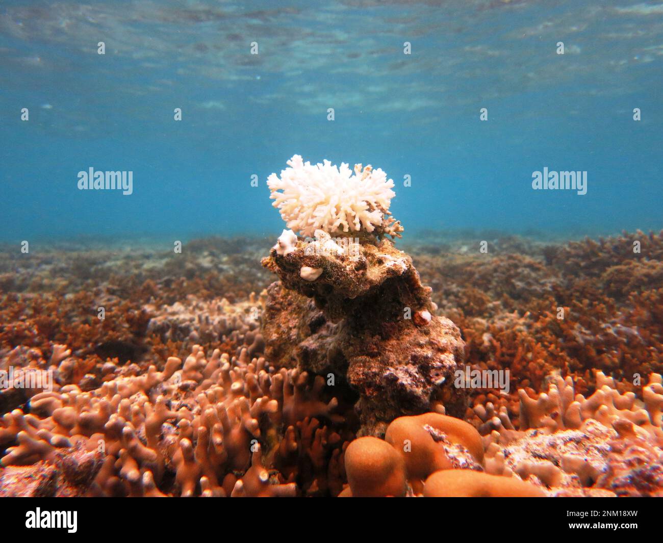 These corals appear "bleached," as seen in this photo from National ...