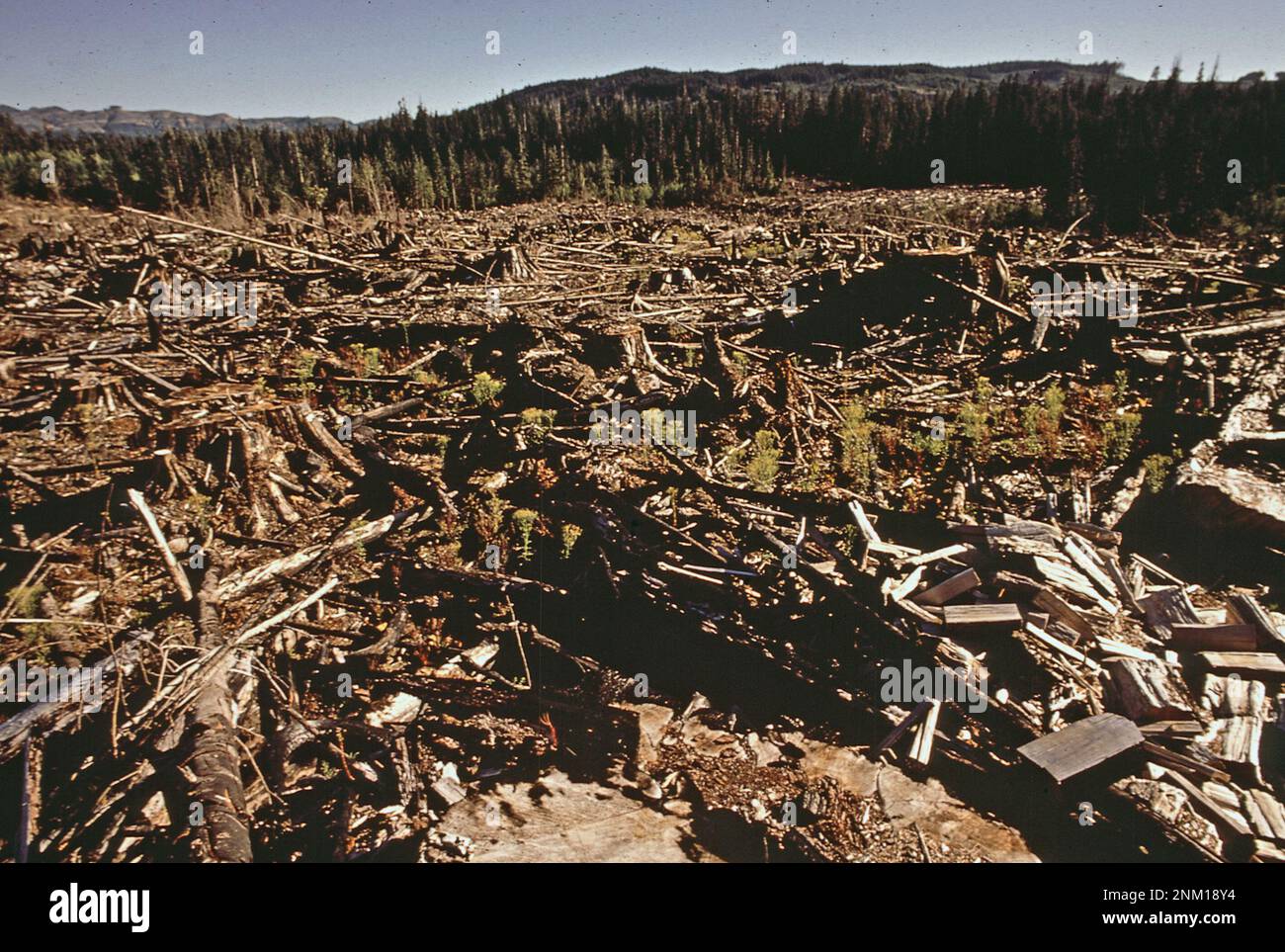 1970s United States: A clear-cut and burned-over hillside one mile from ...
