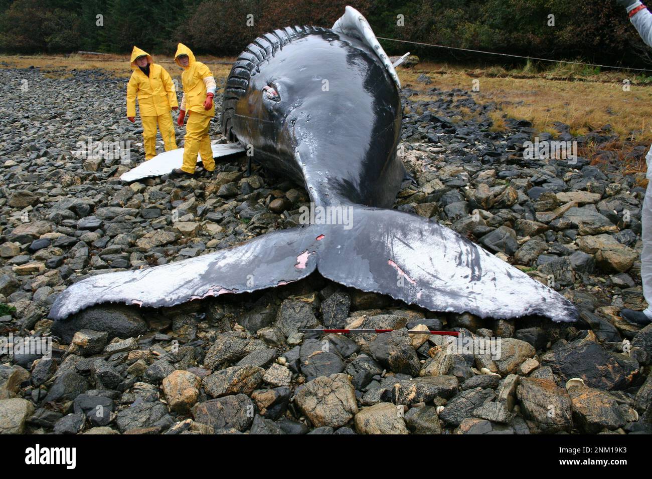 Baranof island whale hi-res stock photography and images - Alamy