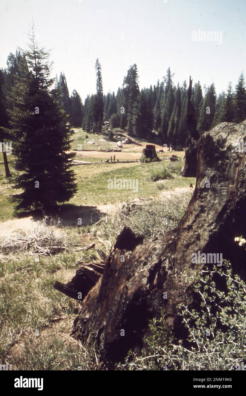 1970s United States: Big stump meadow in California ca. 1972 Stock ...