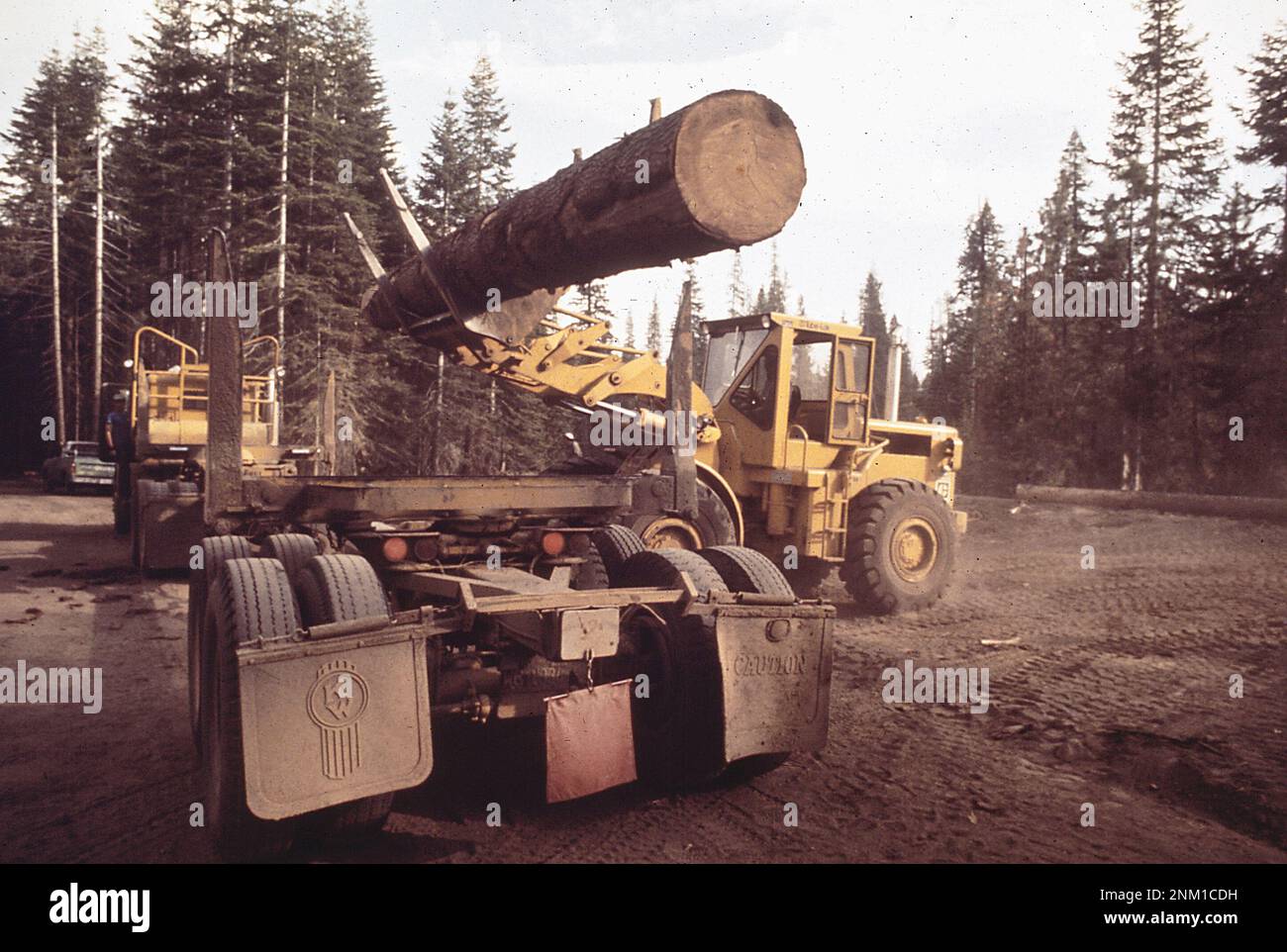 1970s United States: Loggers loading logs in a California forest in the ...