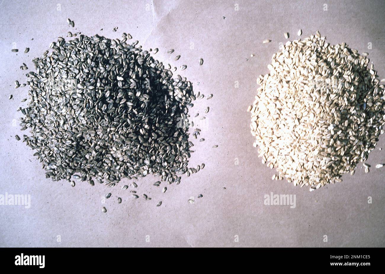 1970s United States: Oat groats poisoned with zinc phosphate, colored ...