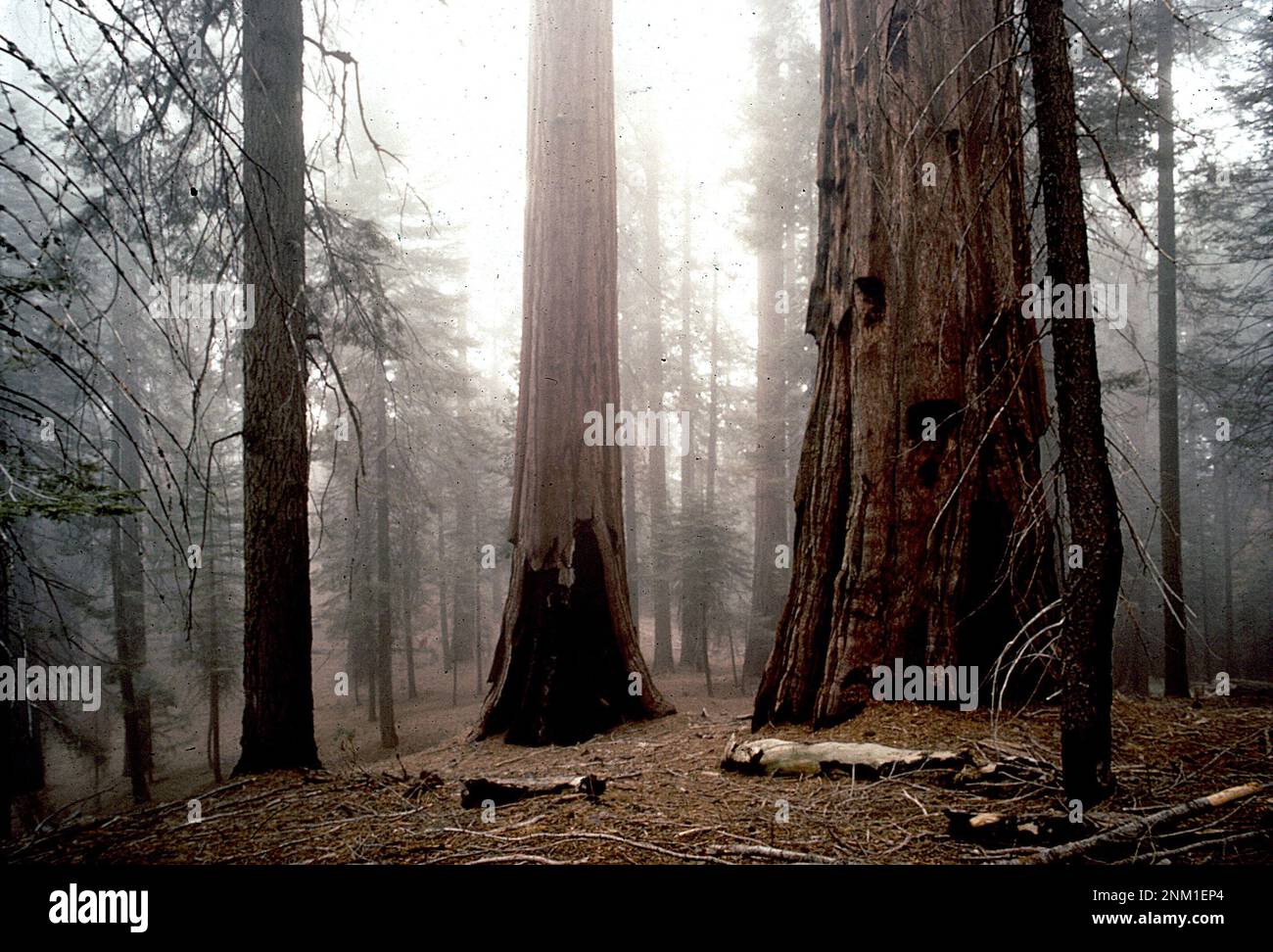 1970s sequoia forest hi-res stock photography and images - Alamy
