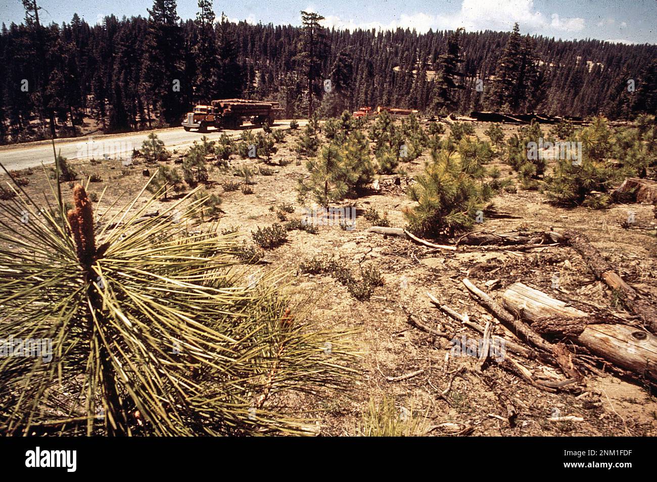 1970s United States: Logging truck traveling down a road in the Sierra ...
