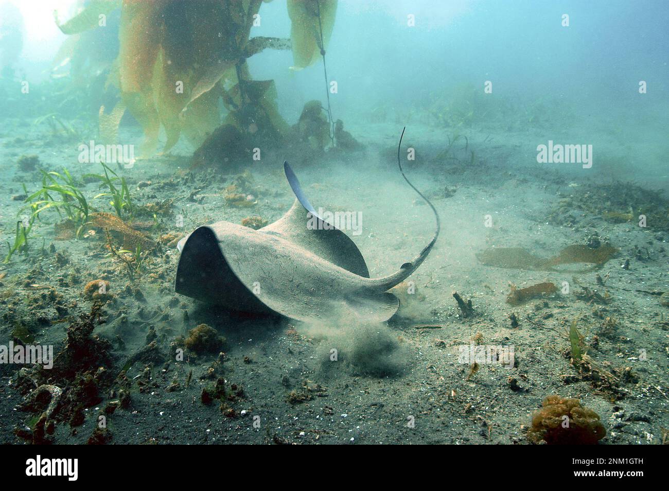 Bat Ray at Anacapa Island, Channel Islands National Marine Sanctuary ca ...