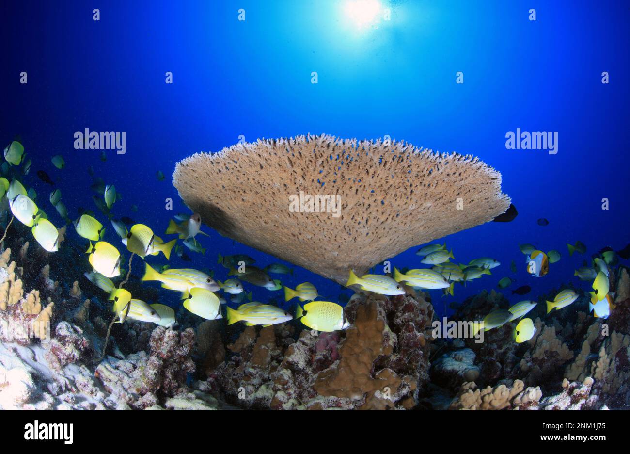 Tiny coral larvae detect and respond to sound beneath the waves. Many ...