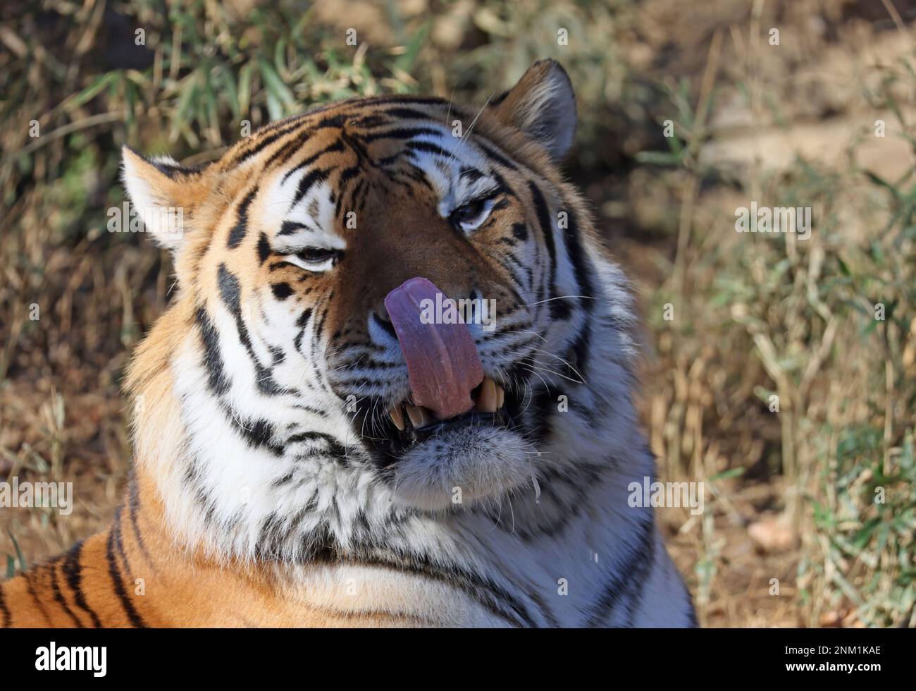 A male Amur tiger is pictured at Tama Zoo Logical Park in Hino City ...