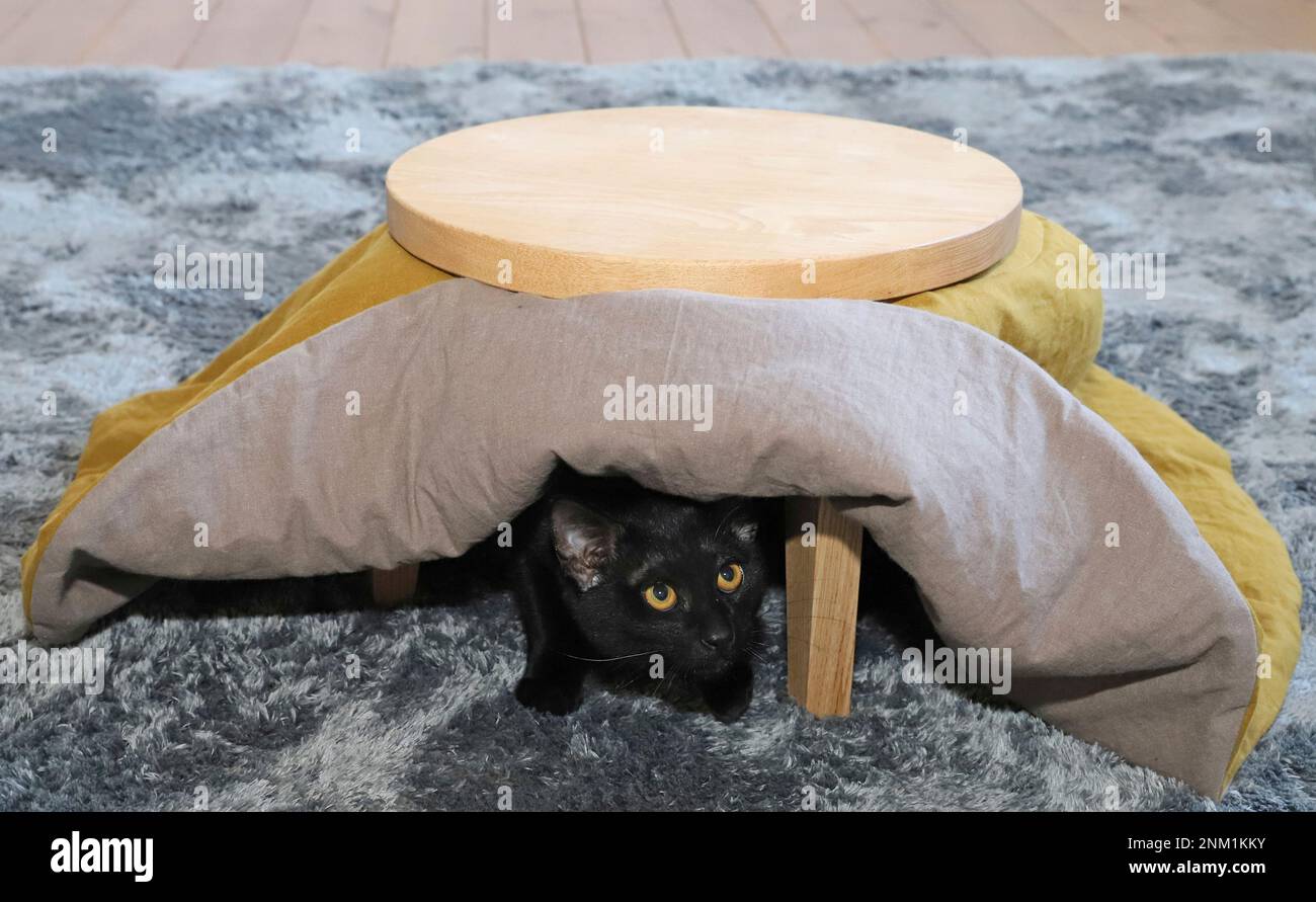 A photo shows kotatsu for cat in Yanagawa City, Fukuoka Prefecture on ...
