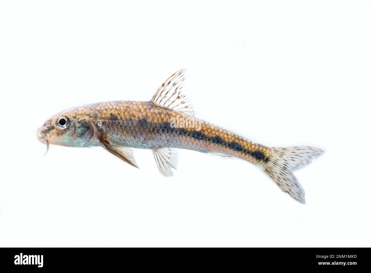 Gudgeon uk fish hi-res stock photography and images - Alamy