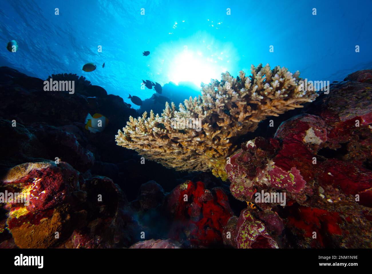 Coral reefs like the one shown here in National Marine Sanctuary of ...