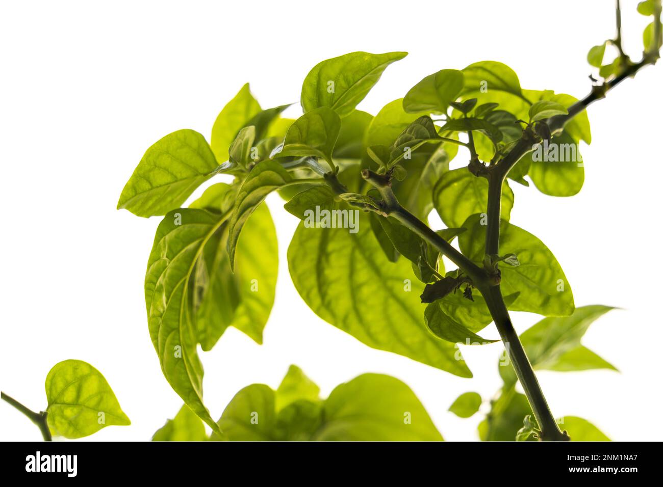 Green leaves of a chili plant close up against white background Stock ...