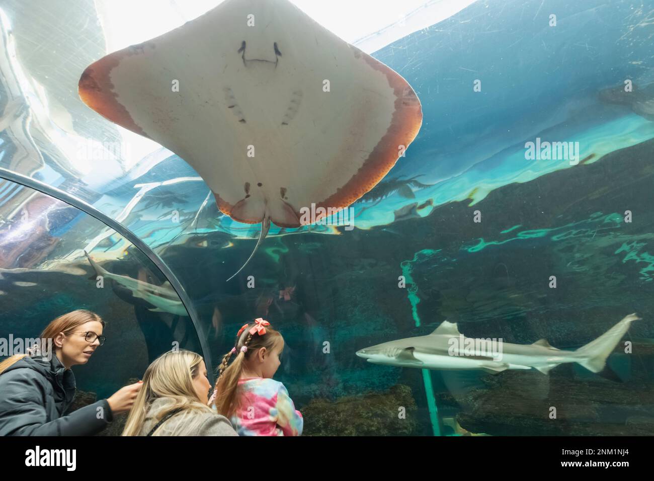 England, Dorset, Bournemouth, Bournemouth Oceanarium, Underwater Tunnel ...