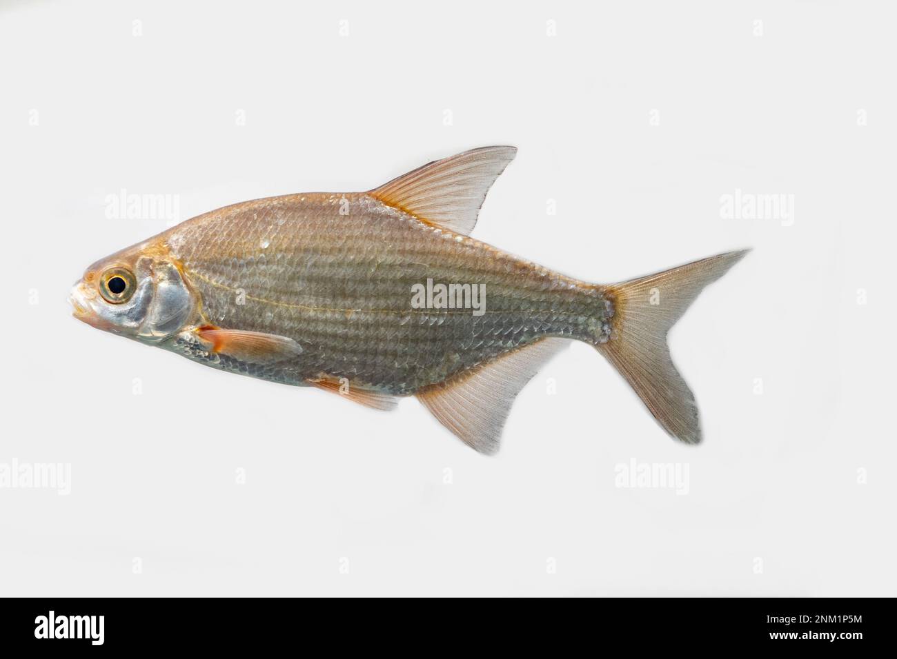 silver bream swimming along Stock Photo - Alamy