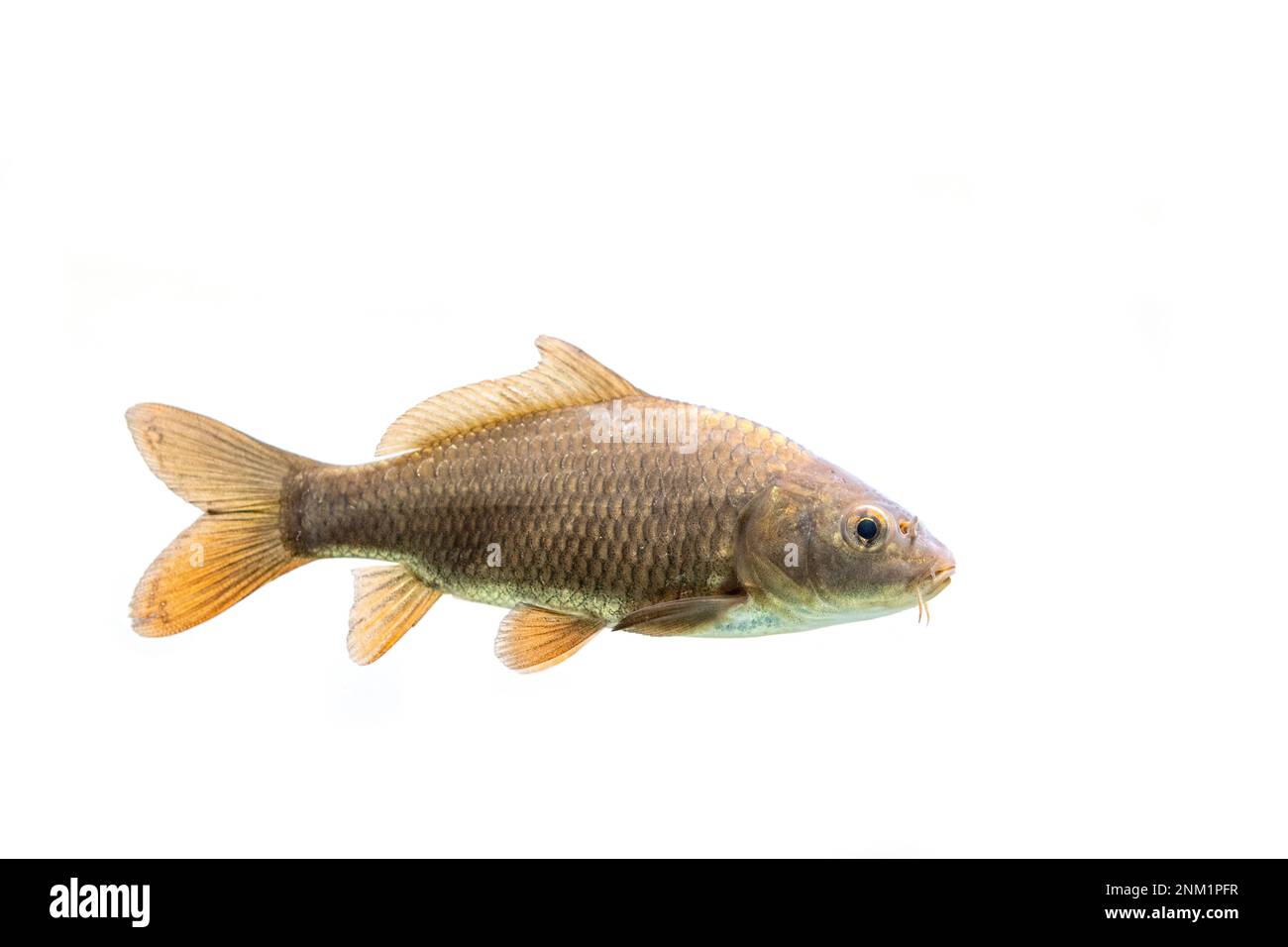 Underwater carp Cut Out Stock Images & Pictures - Alamy