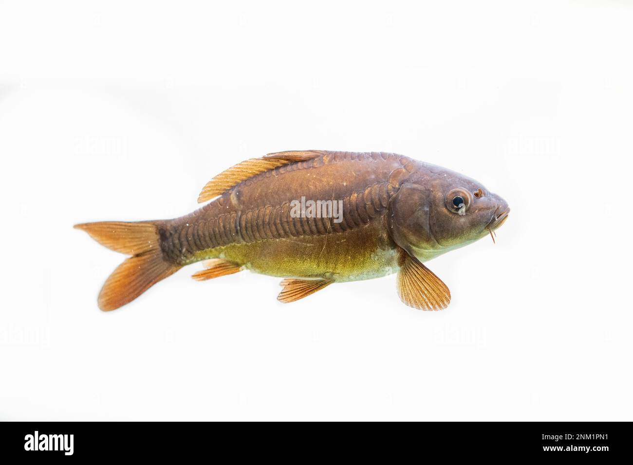mirror carp close up shots Stock Photo - Alamy