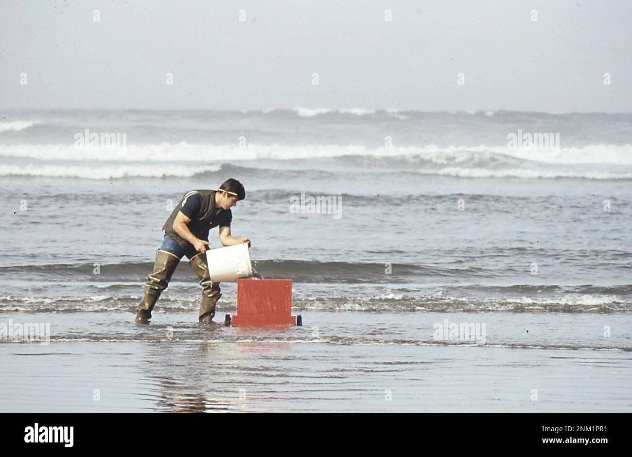 1970s United States: Robert Law, employee of the Quinault Indian ...