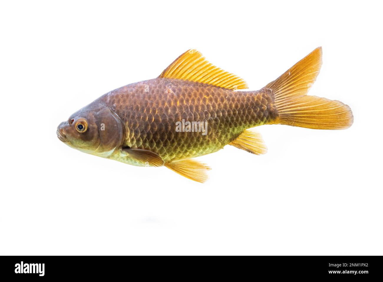 brown goldfish swimming in water Stock Photo - Alamy