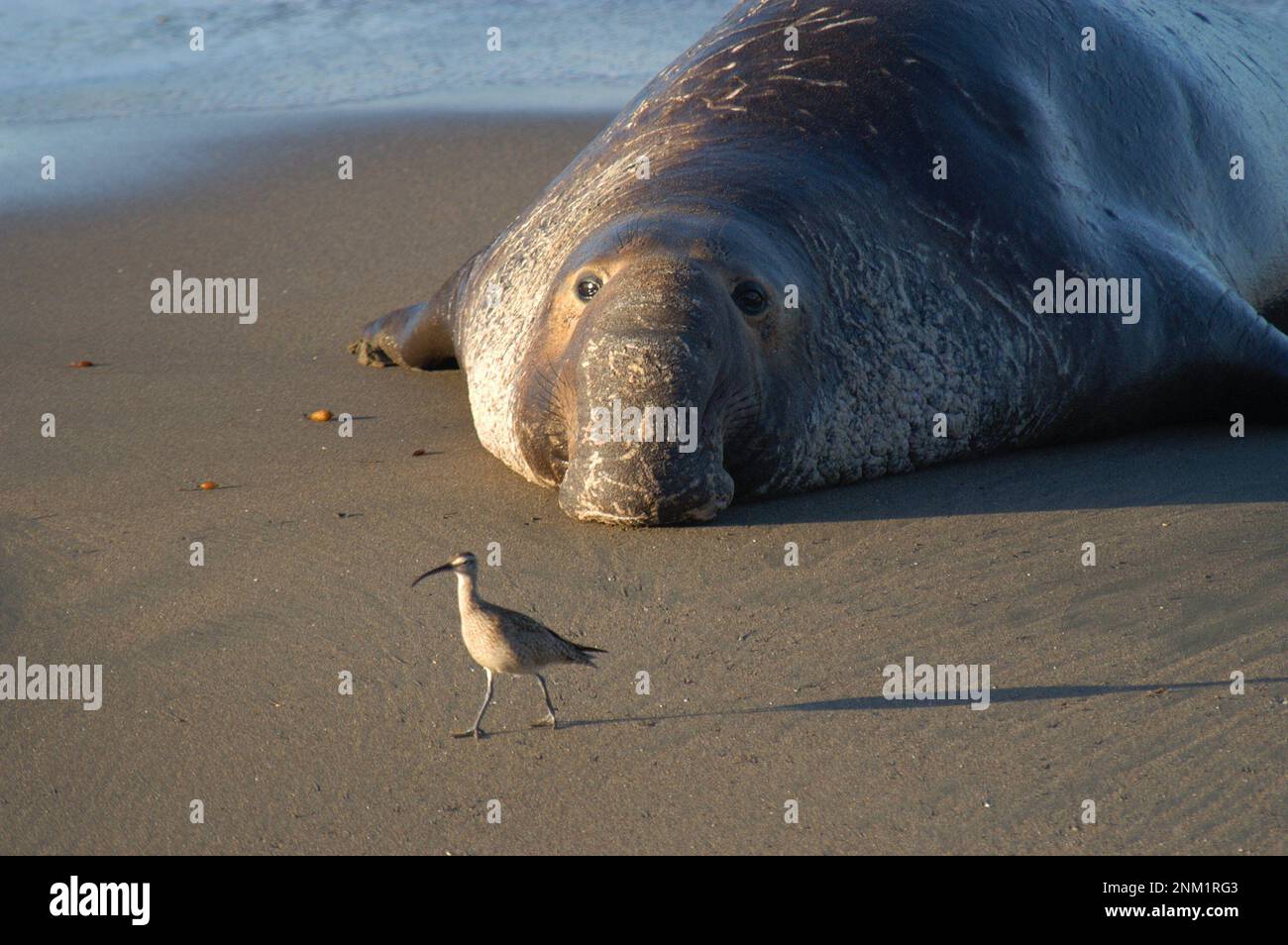 Northern elephant seal in Monterey Bay National Marine Sanctuary. Each ...