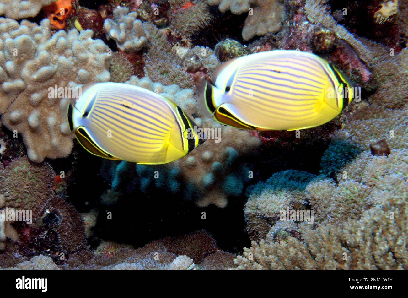 The oval butterflyfish (Chaetodon lunulatus) in Fiji, 2008 Stock Photo ...