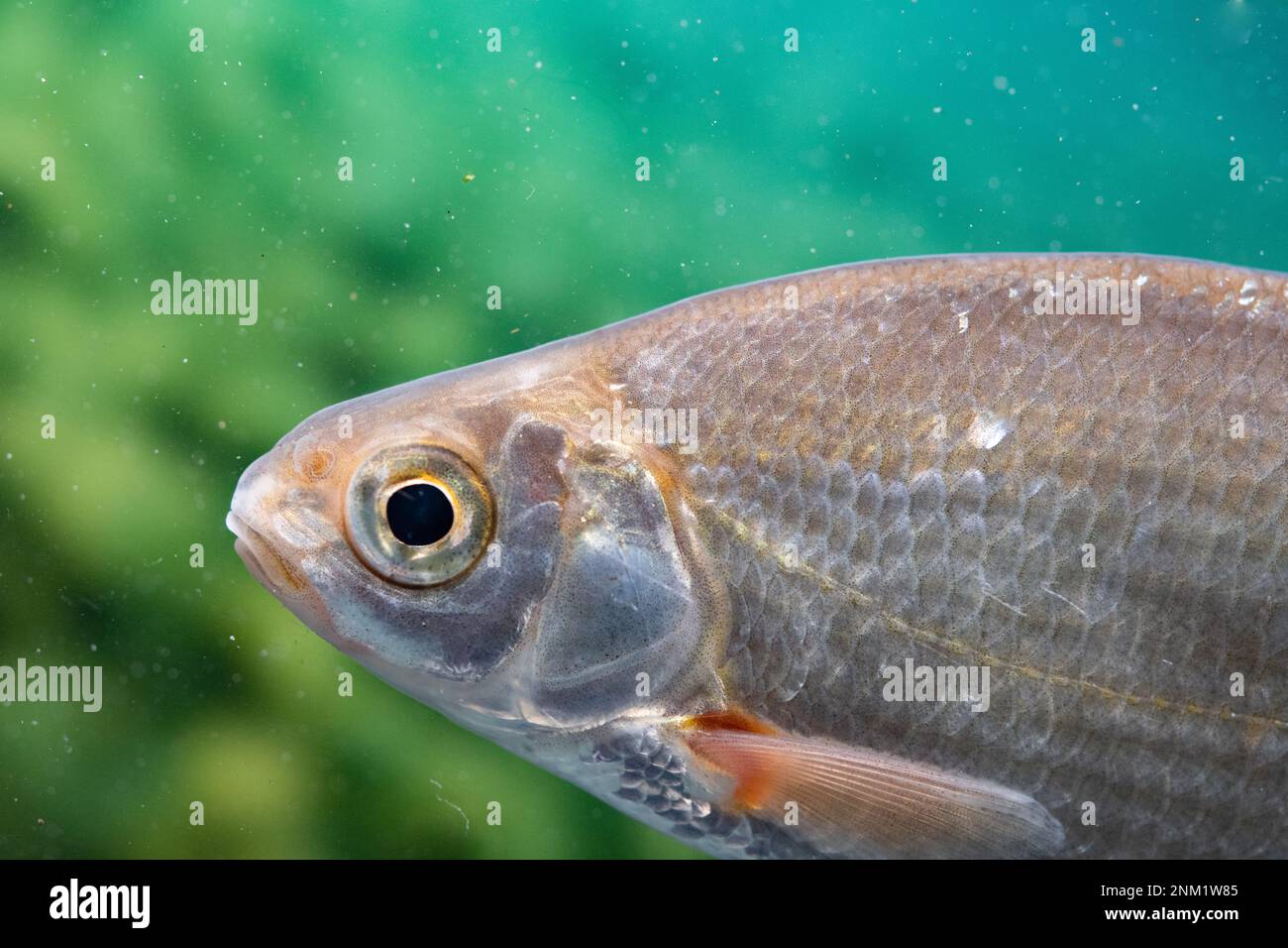 silver bream swimming along Stock Photo - Alamy