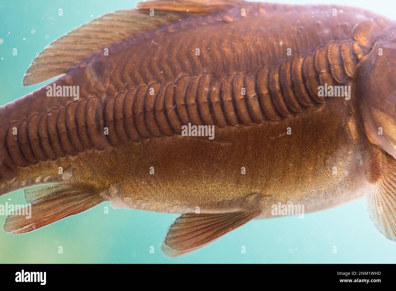 mirror carp close up shots Stock Photo - Alamy