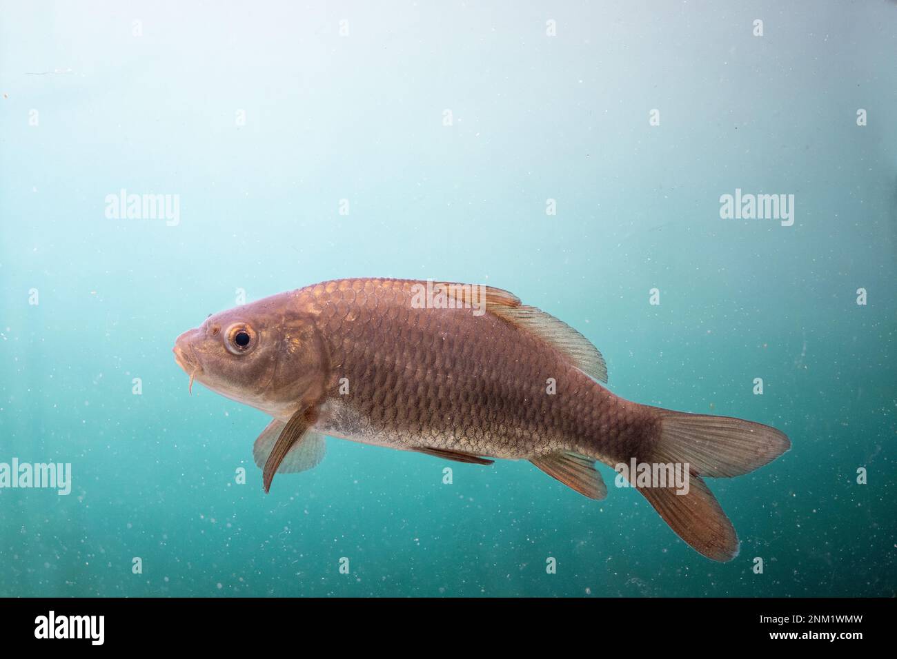 Carp underwater uk hi-res stock photography and images - Alamy