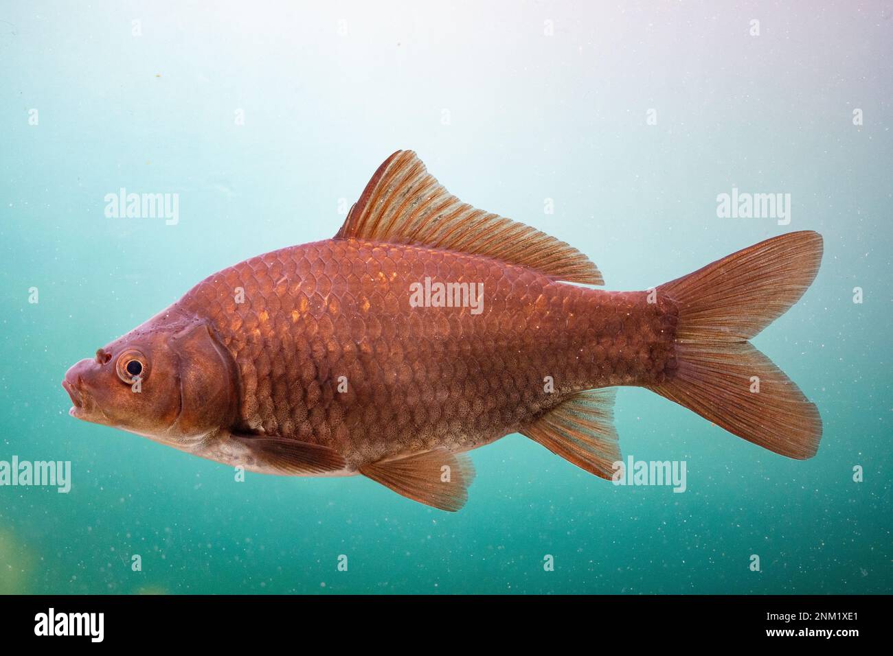Carp crucian hybrid hi-res stock photography and images - Alamy