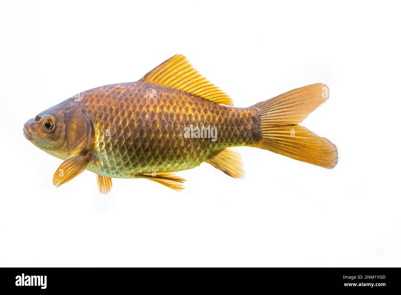 brown goldfish swimming in water Stock Photo - Alamy