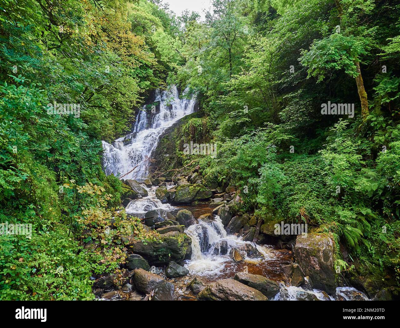 waterfall in a lush and green forest in the landscape of Ireland close ...