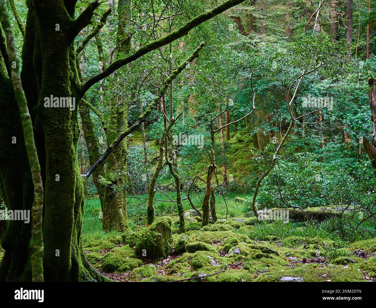lush and green forest in the landscape of Ireland close to the ring of ...