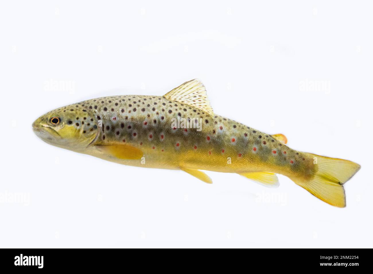 brown trout adult close up shots Stock Photo - Alamy