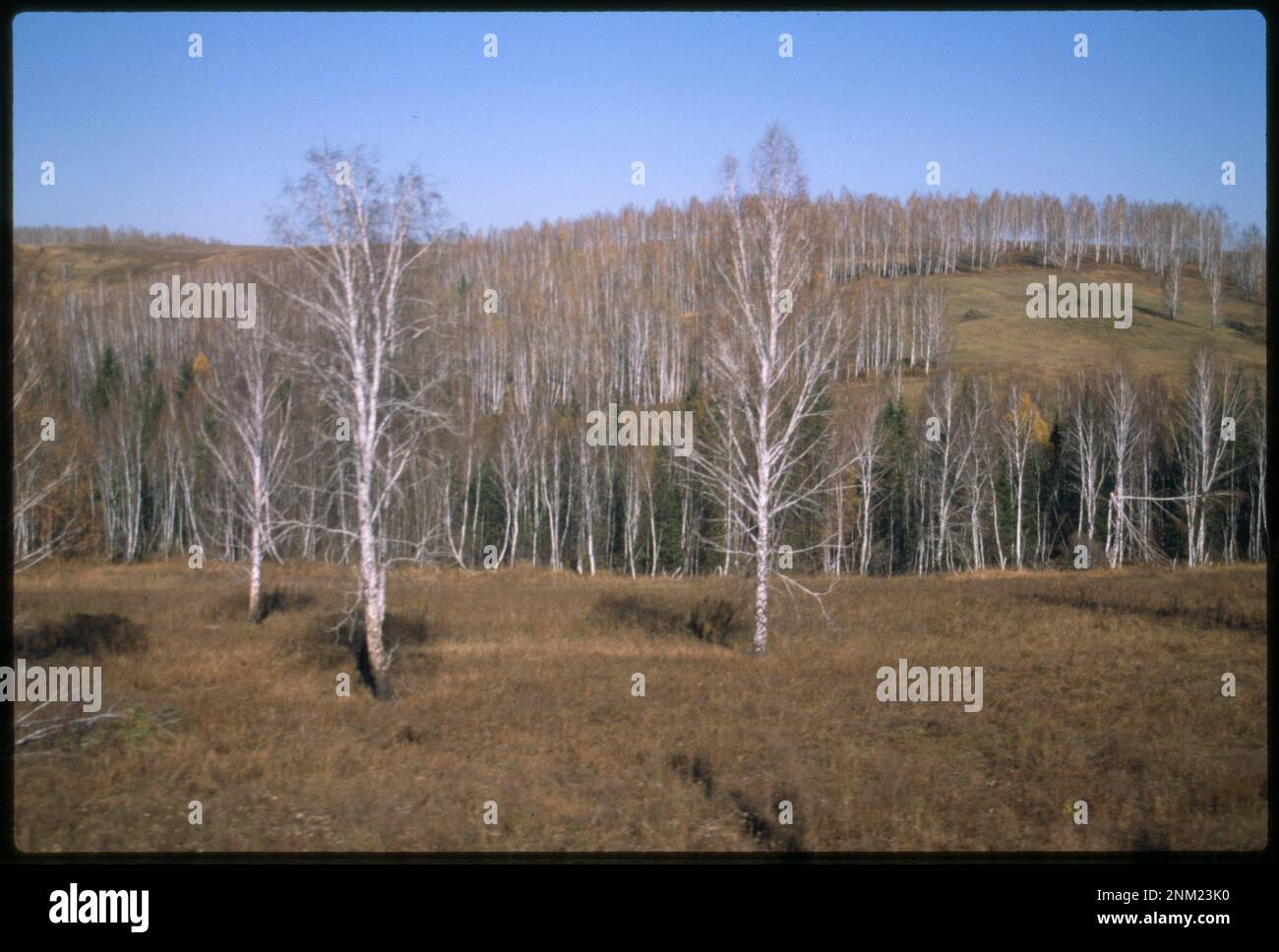 View from Trans-Siberian Railway, birch forest near Kansk, Russia ...