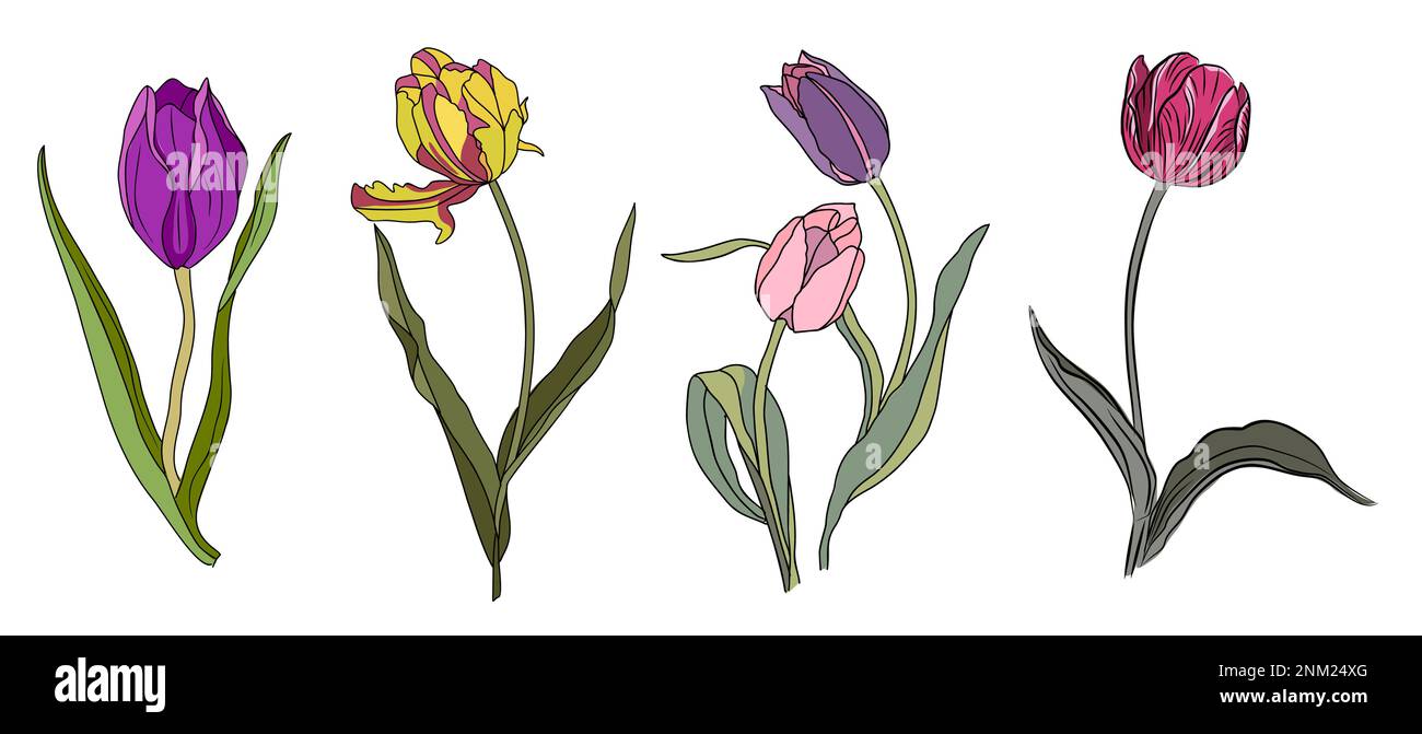 Set of tulips April birth month flower vector Stock Vector Image & Art ...