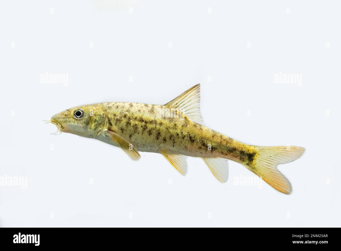 young barbel swimming in midwater Stock Photo - Alamy