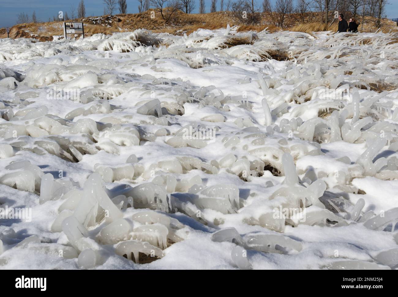 Layers of snow and ice coat dune grass along Lake Michigan at Tiscornia ...