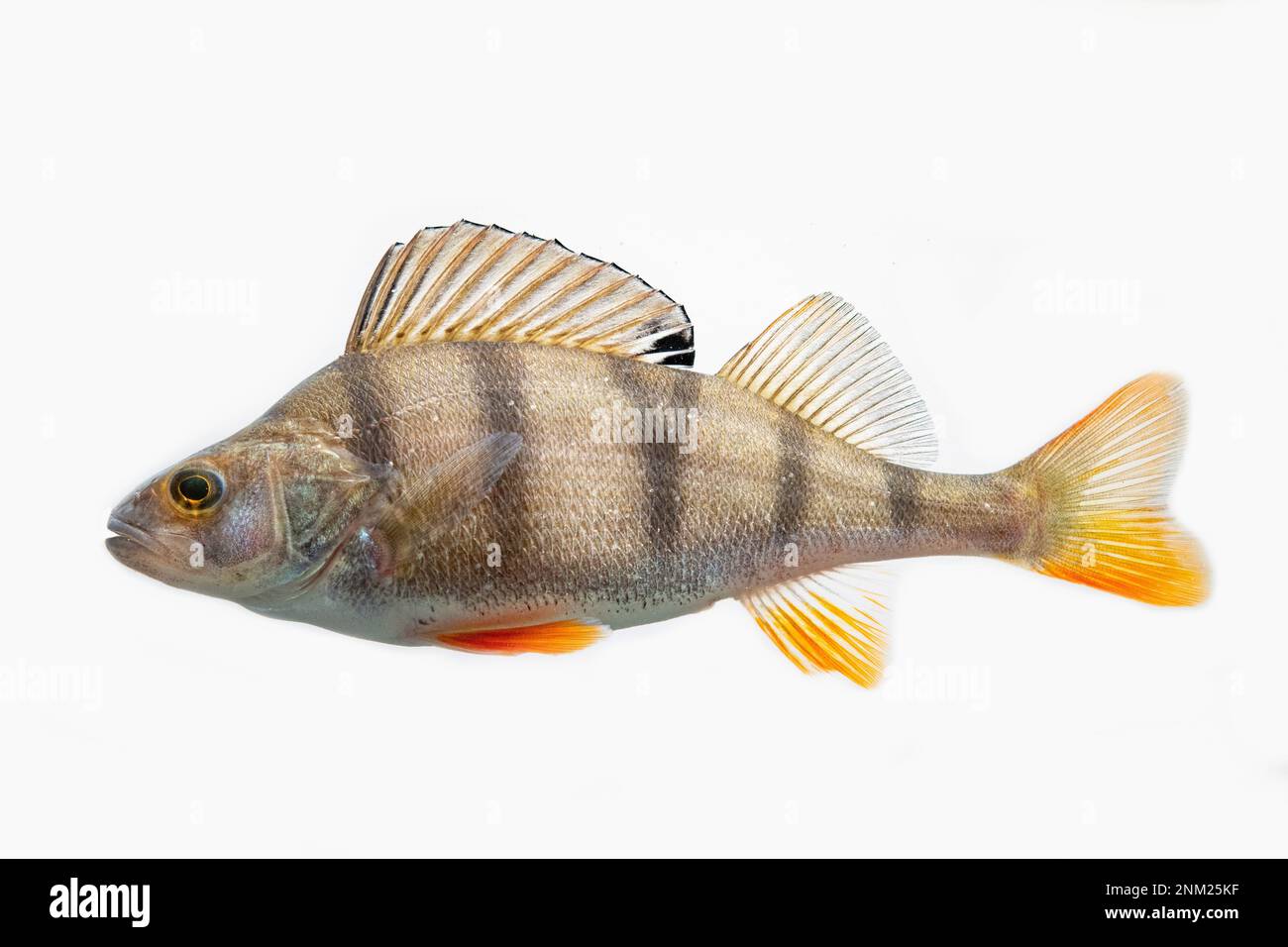perch swimming with fin up Stock Photo - Alamy