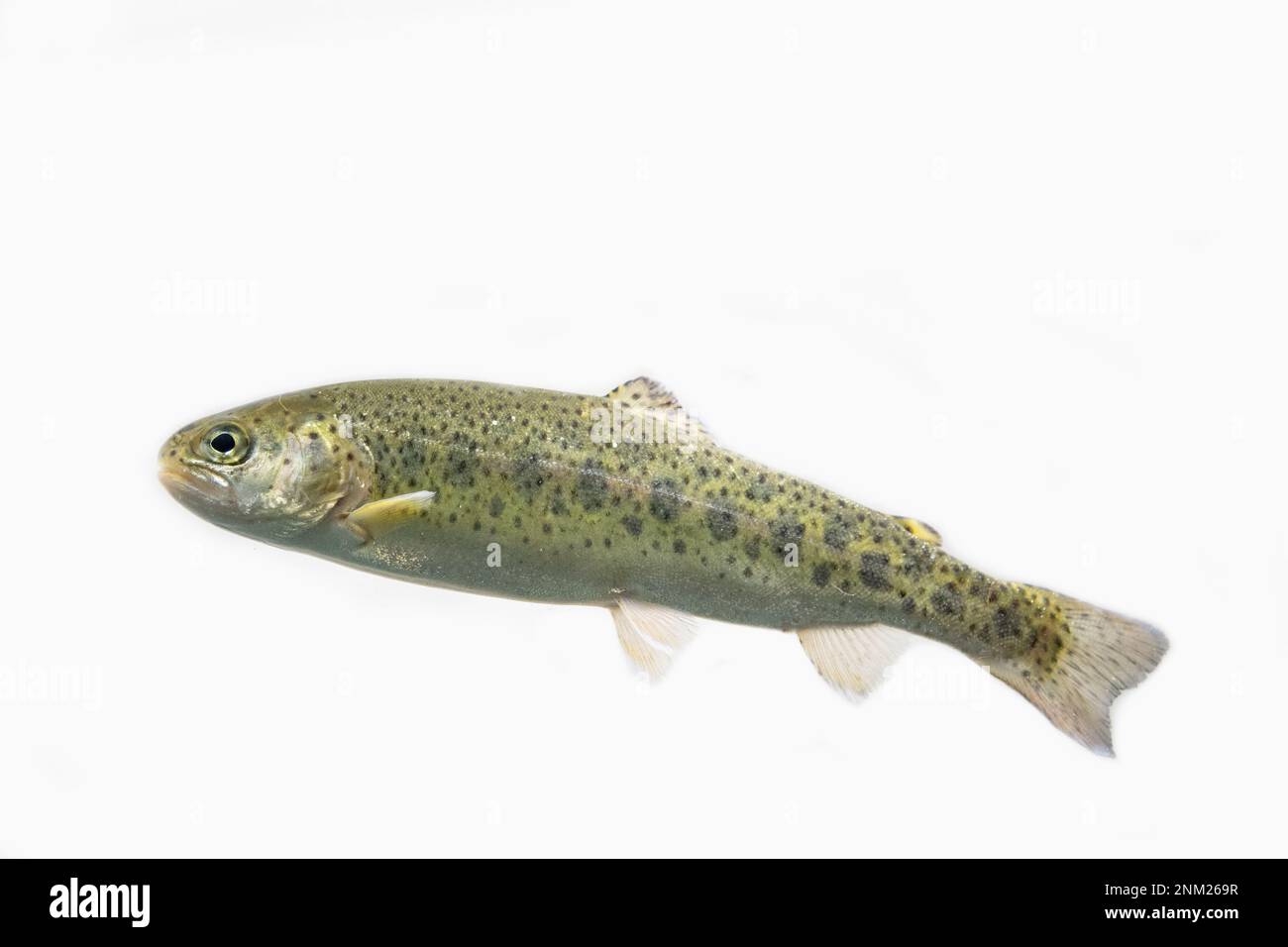 Rainbow trout underwater uk hi-res stock photography and images - Alamy