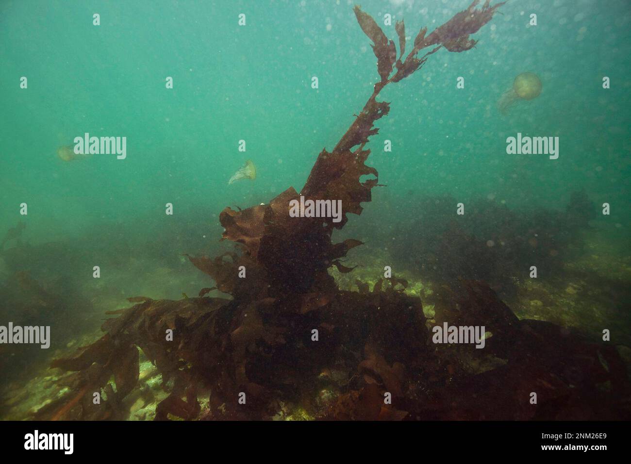 Undaria pinnatifida, also known as Asian kelp or wakame. This invasive ...
