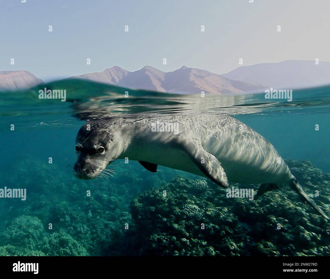 Seals in hawaii hi-res stock photography and images - Alamy