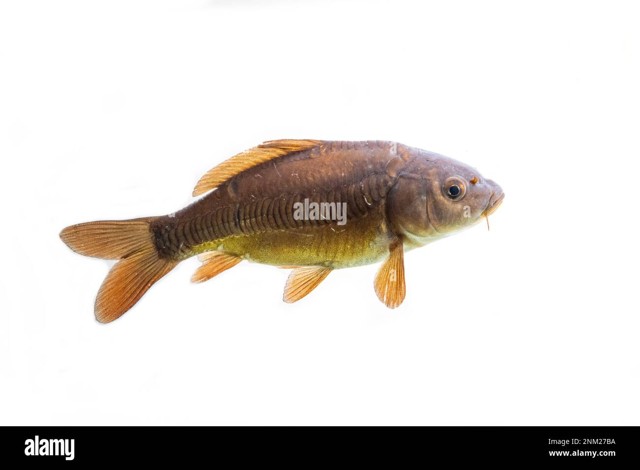 mirror carp close up shots Stock Photo - Alamy