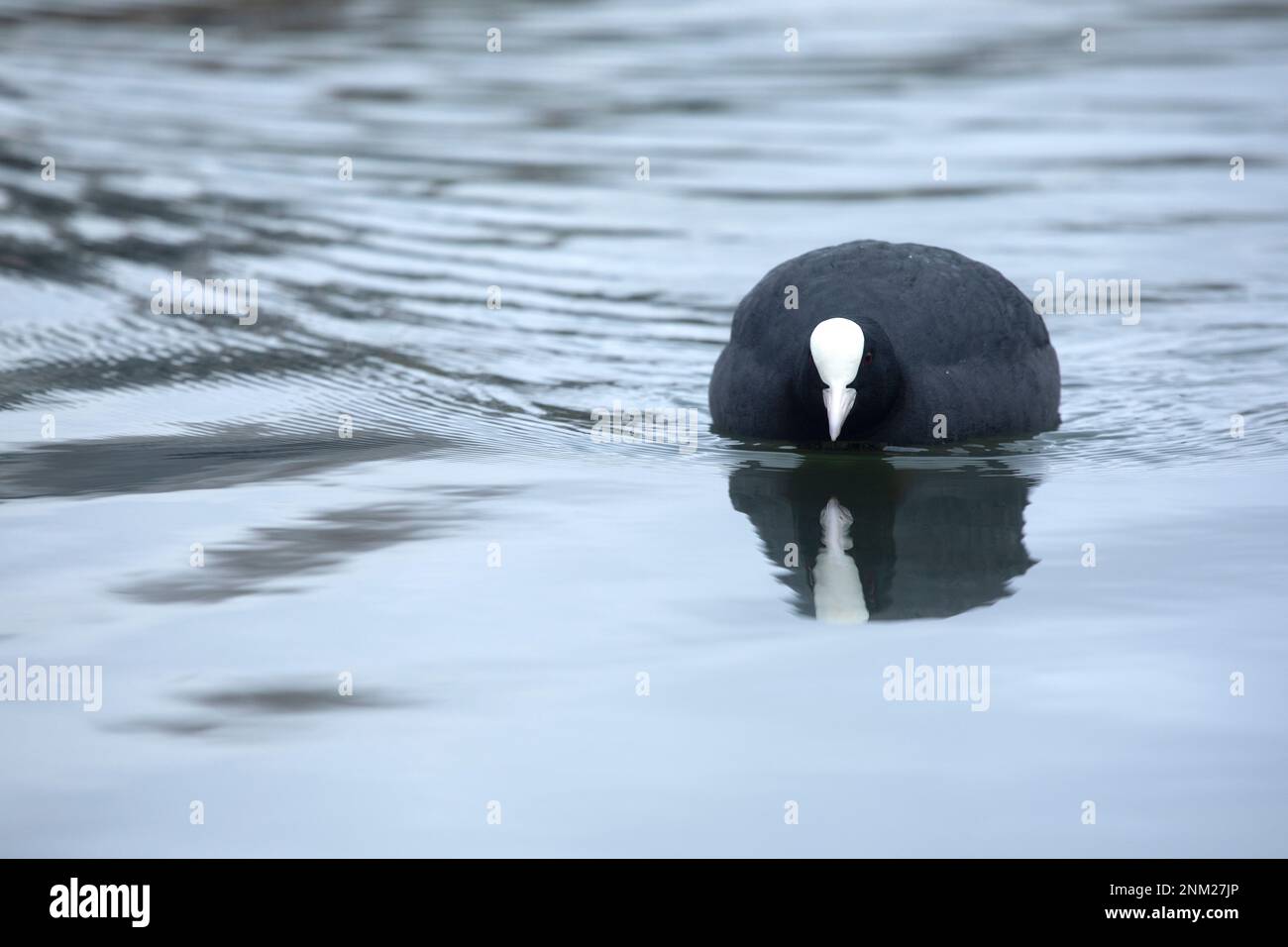 Coot in shallow water hi-res stock photography and images - Alamy
