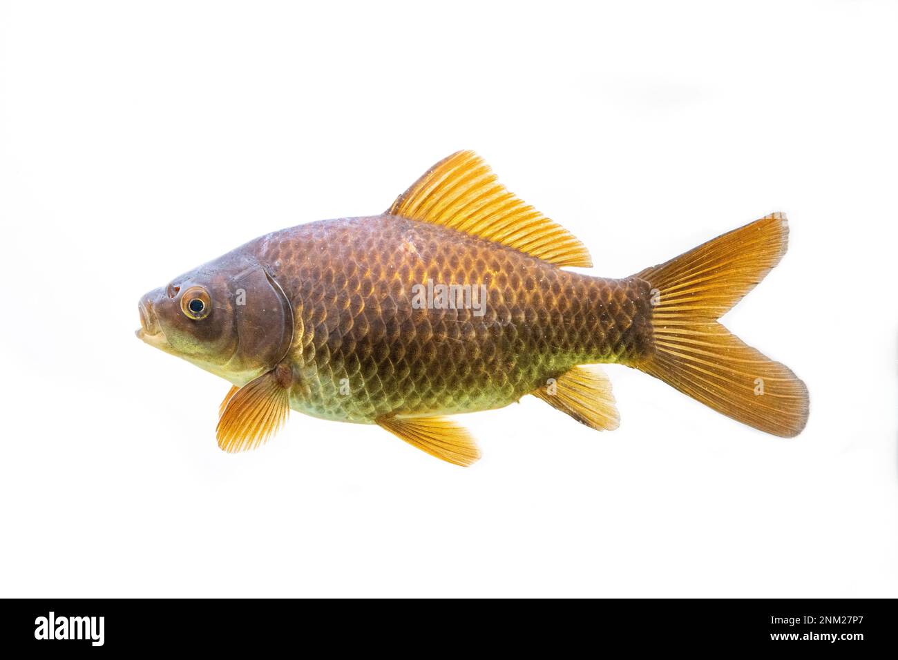 brown goldfish swimming in water Stock Photo - Alamy