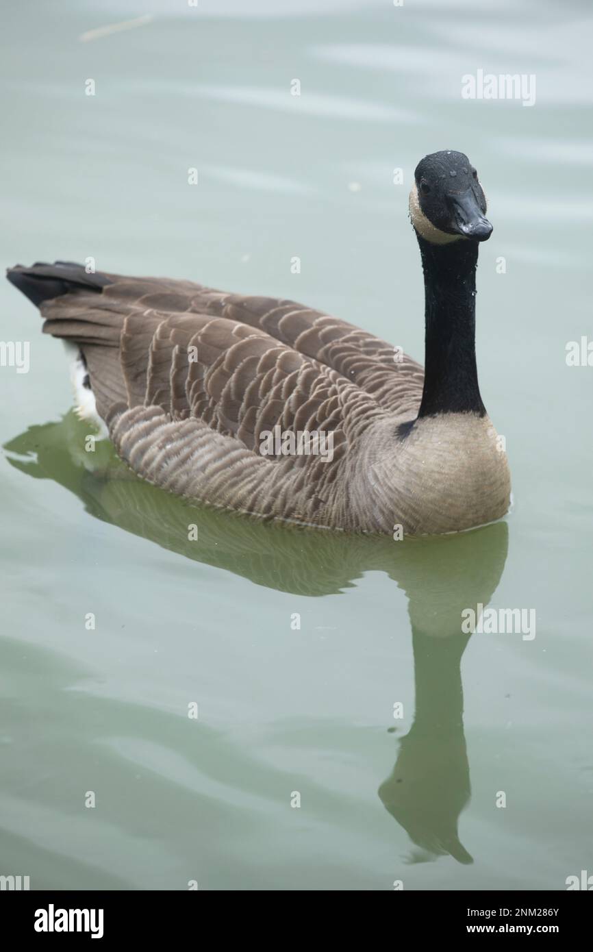 Flock of canadian geese in water hi-res stock photography and images ...